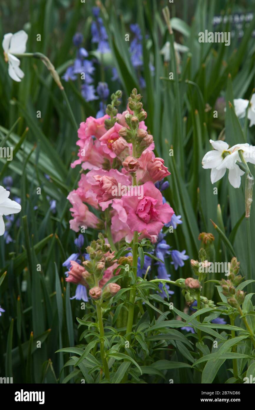 Pink petals snapdragon hi-res stock photography and images - Alamy