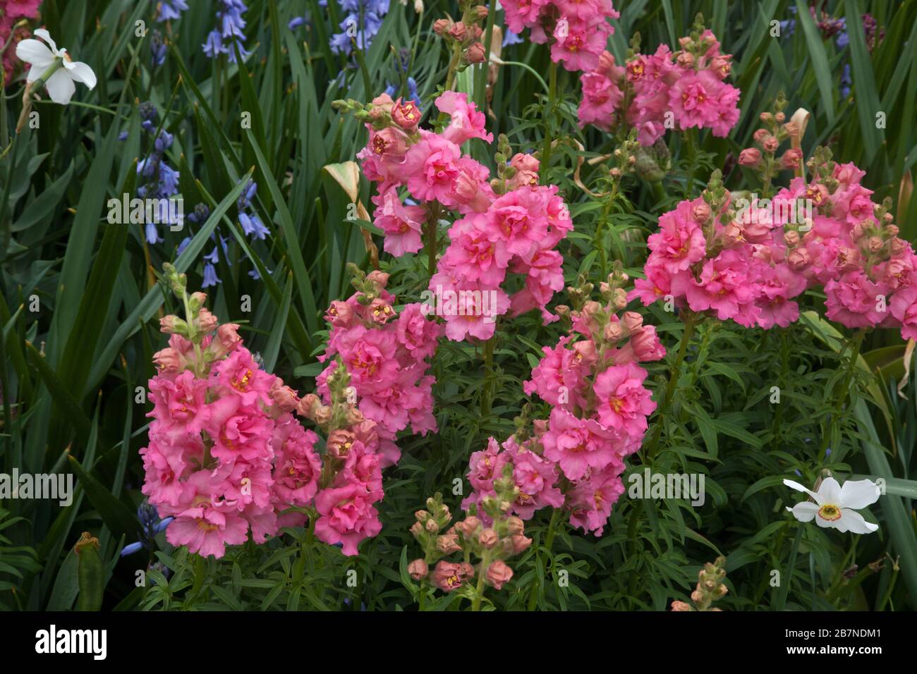 Pink Snapdragon in the Sunshine Stock Photo - Alamy