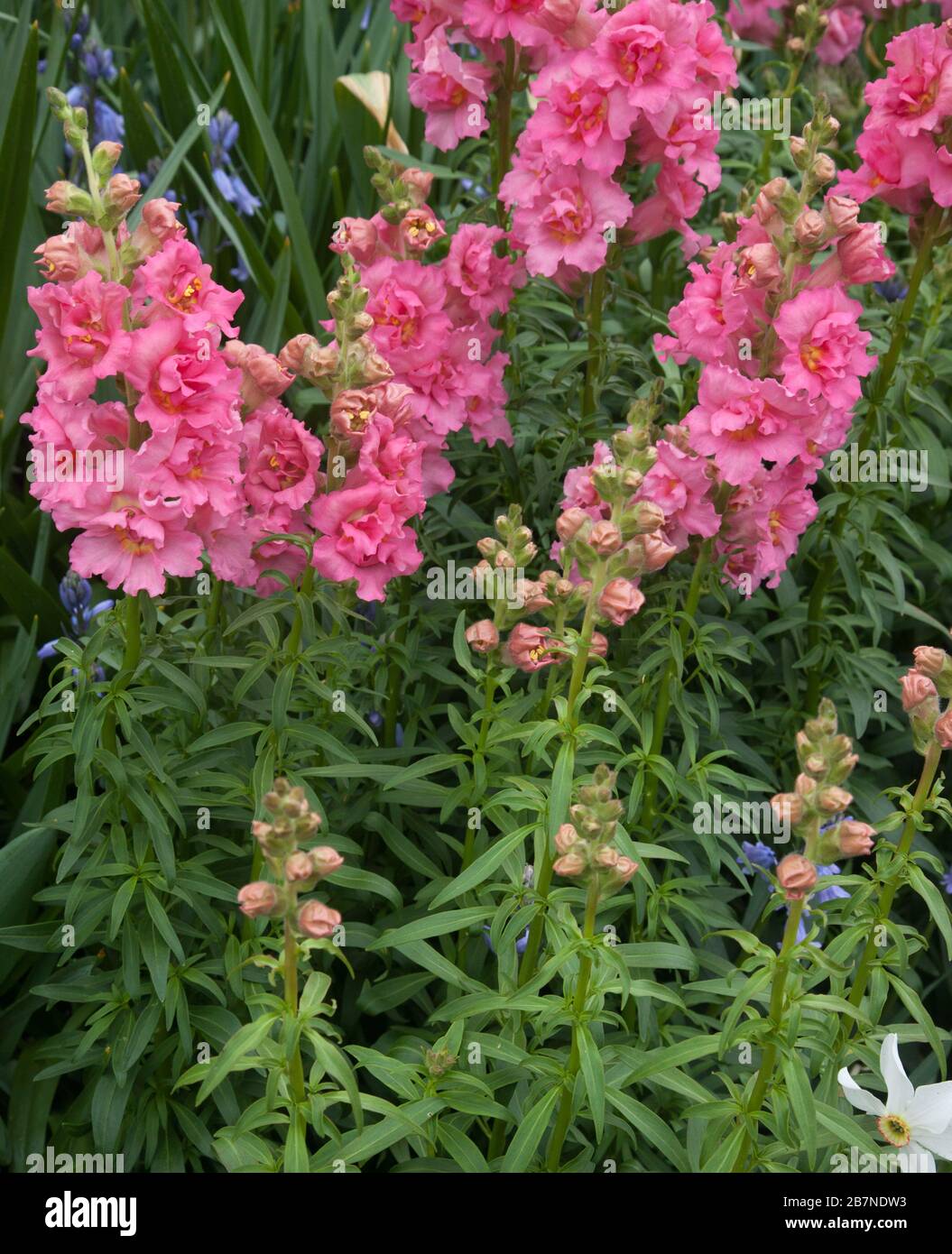 Pink Snapdragon in the Sunshine Stock Photo - Alamy