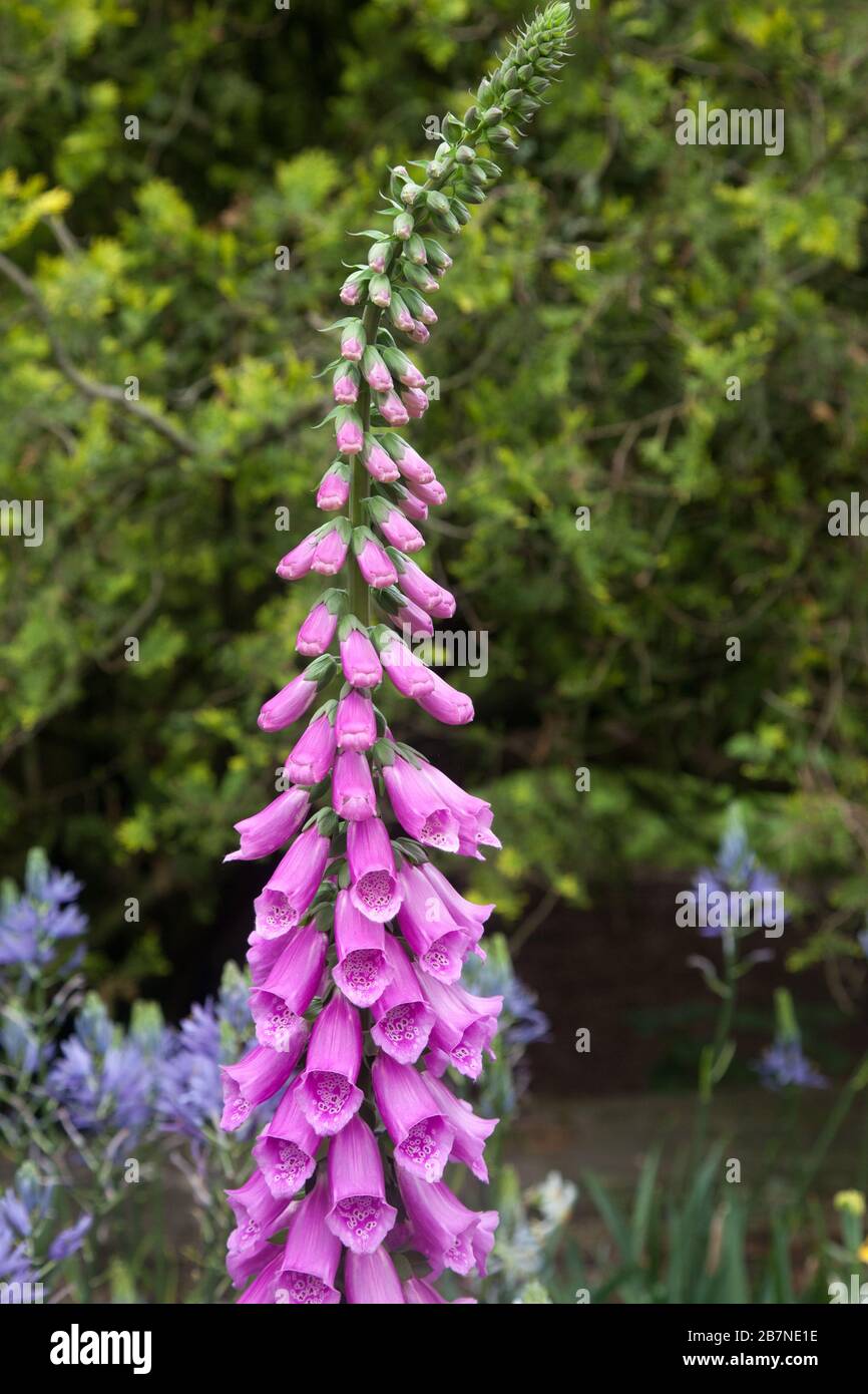 Foxglove in sun hi-res stock photography and images - Alamy
