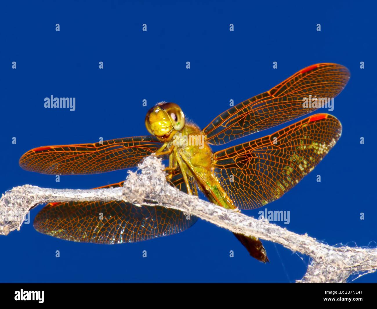 Dragonfly in arizona hi-res stock photography and images - Alamy
