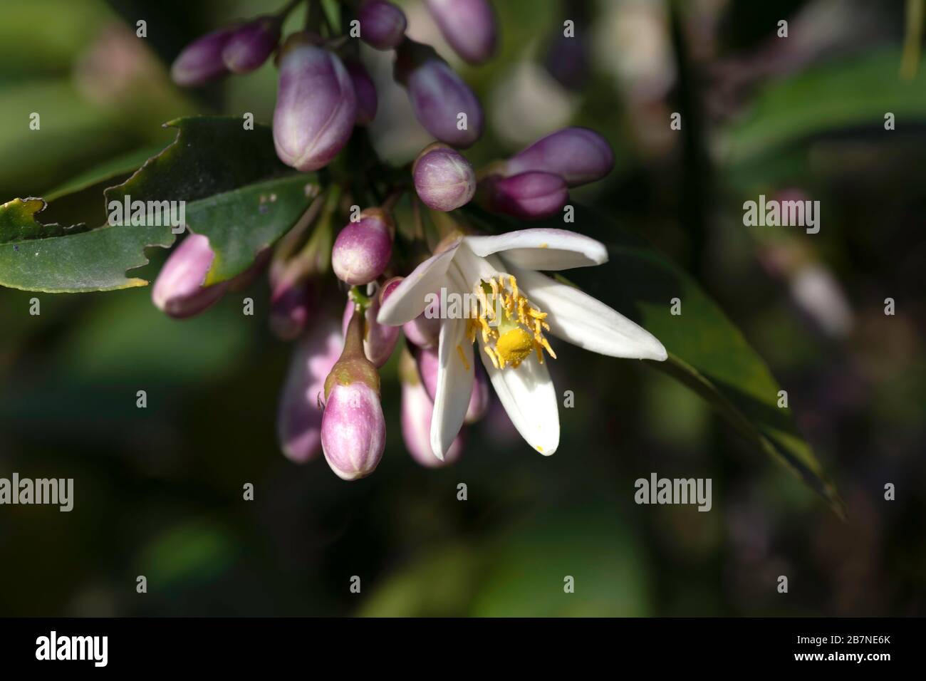 Lemon Tree Flowers High Resolution Stock Photography and Images - Alamy