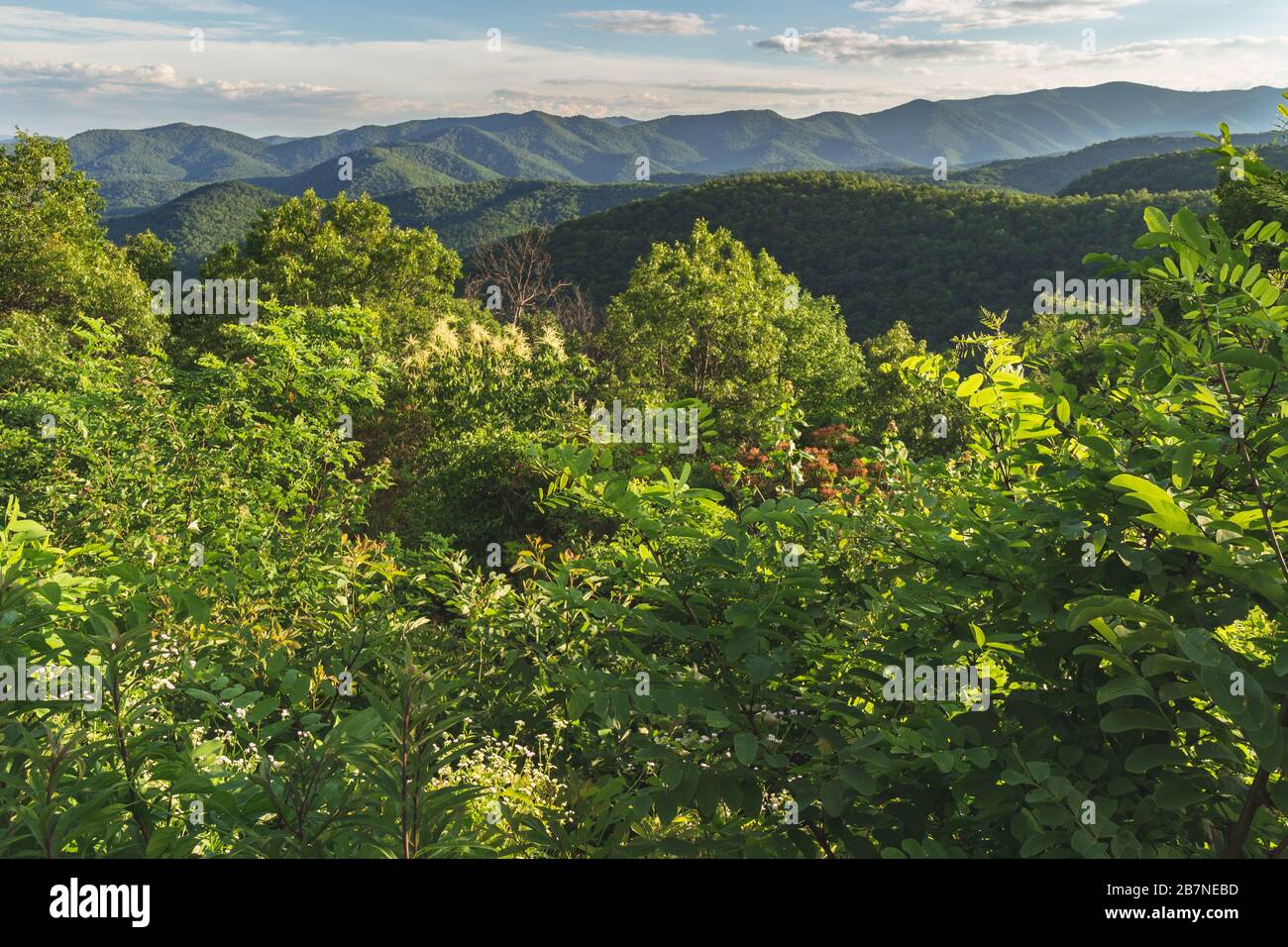 American chestnut tree hi-res stock photography and images - Alamy