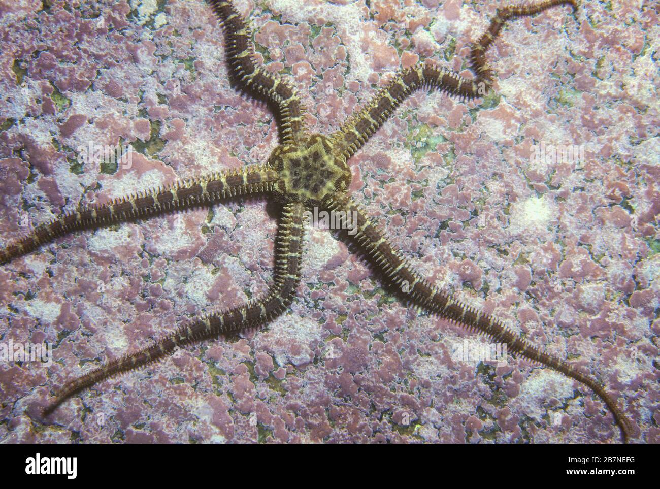 Brittle Sea Star underwater in the St. Lawrence in Canada Stock Photo - Alamy