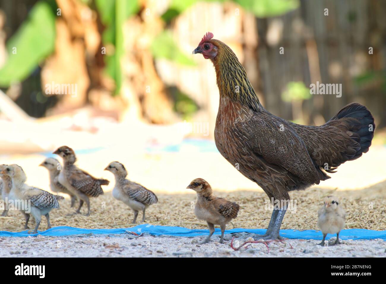 Hen chicks flock standing on the ground with rice, flocks of chicks ...