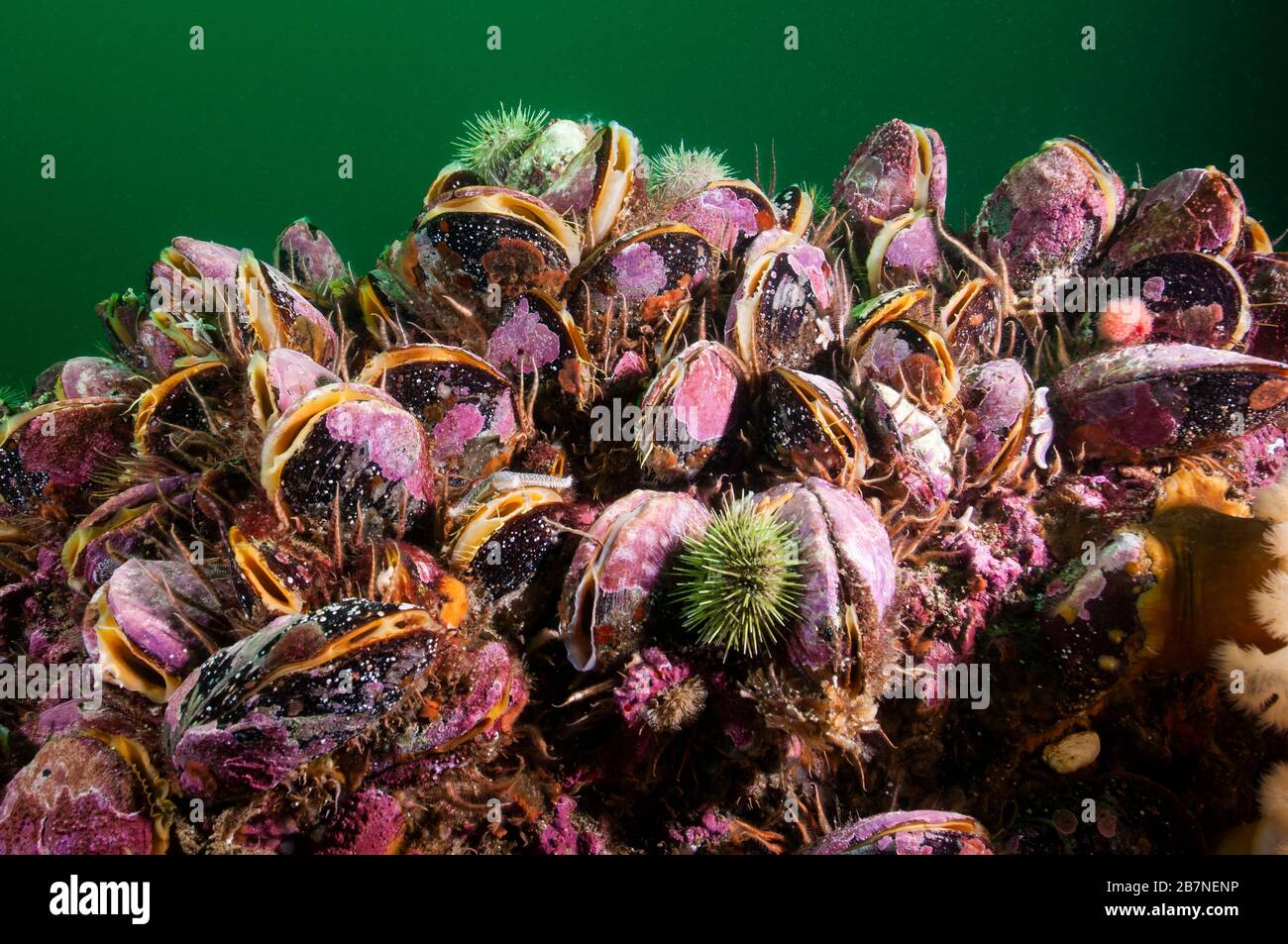 Blue Mussels underwater and filtering water in the St. Lawrence in ...