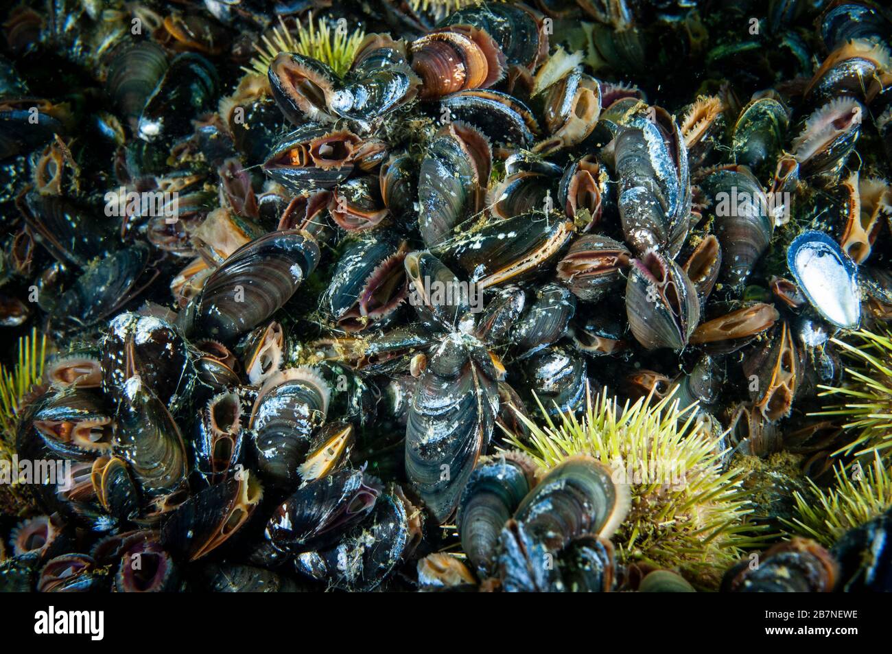 Gulf fresh seafood hi-res stock photography and images - Alamy