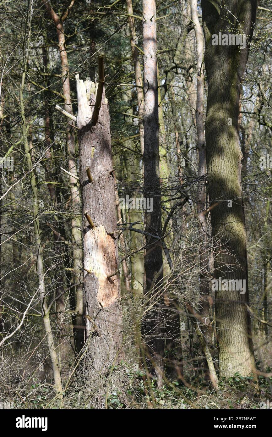 Snapped tree forest hi-res stock photography and images - Alamy