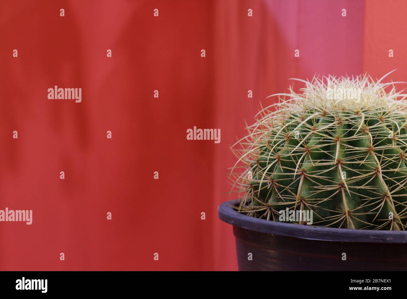 Breeding of cacti hi-res stock photography and images - Alamy