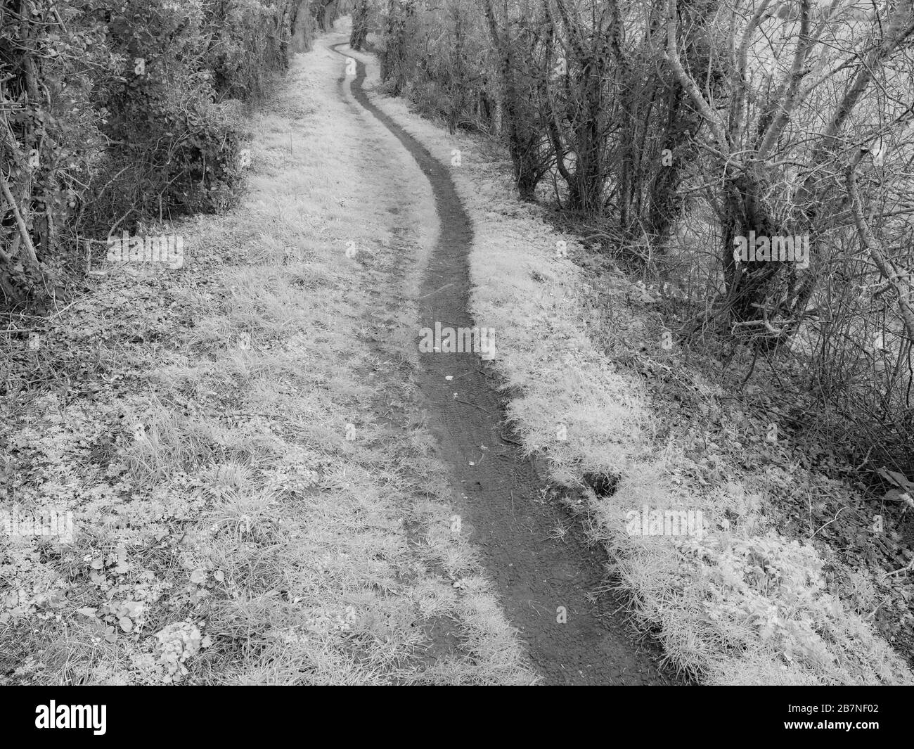 Black and White Ancient Earthworks, Landscape, Grims Ditch, Nettlebed ...