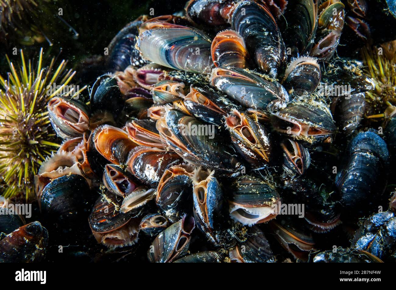 Mussels underwater hi-res stock photography and images - Alamy