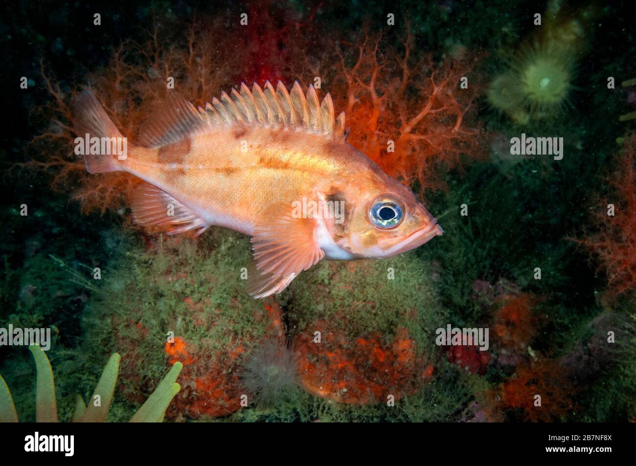 Acadian redfish underwater in the St-Lawrence River Stock Photo - Alamy