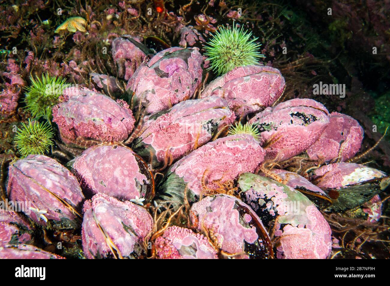Blue Mussels underwater and filtering water in the St. Lawrence in ...