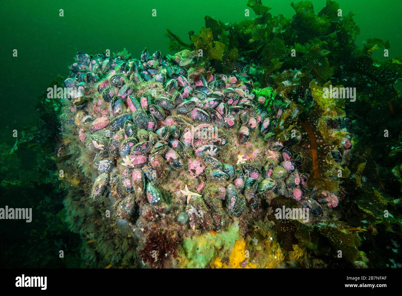 Mussels underwater hi-res stock photography and images - Alamy