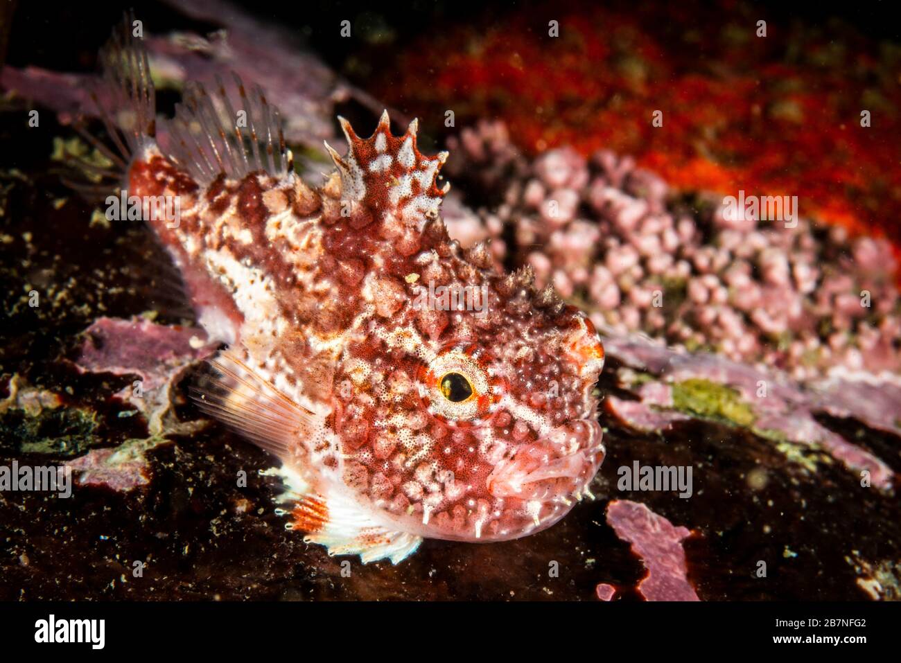 Atlantic Spiny Lumpsucker underwater in the St. Lawrence River in ...