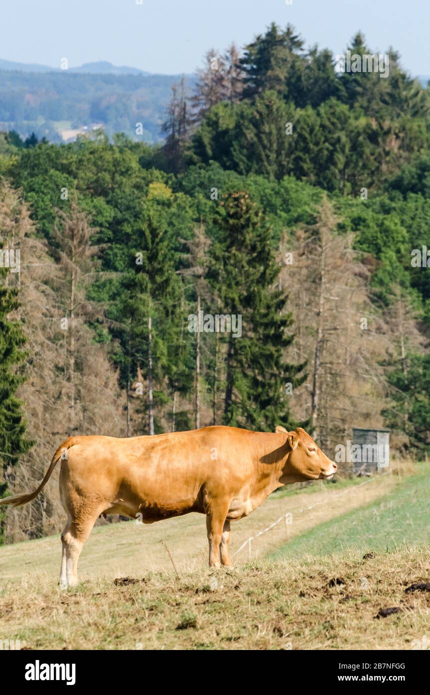 Domestic bull hi-res stock photography and images - Alamy