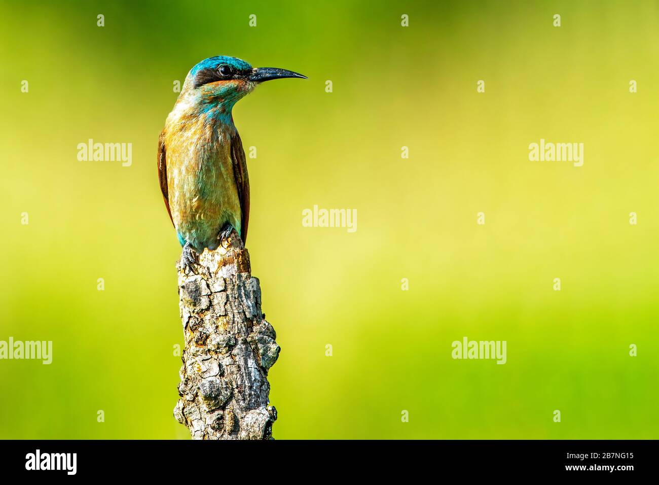 Juvenile bee eater hi-res stock photography and images - Alamy