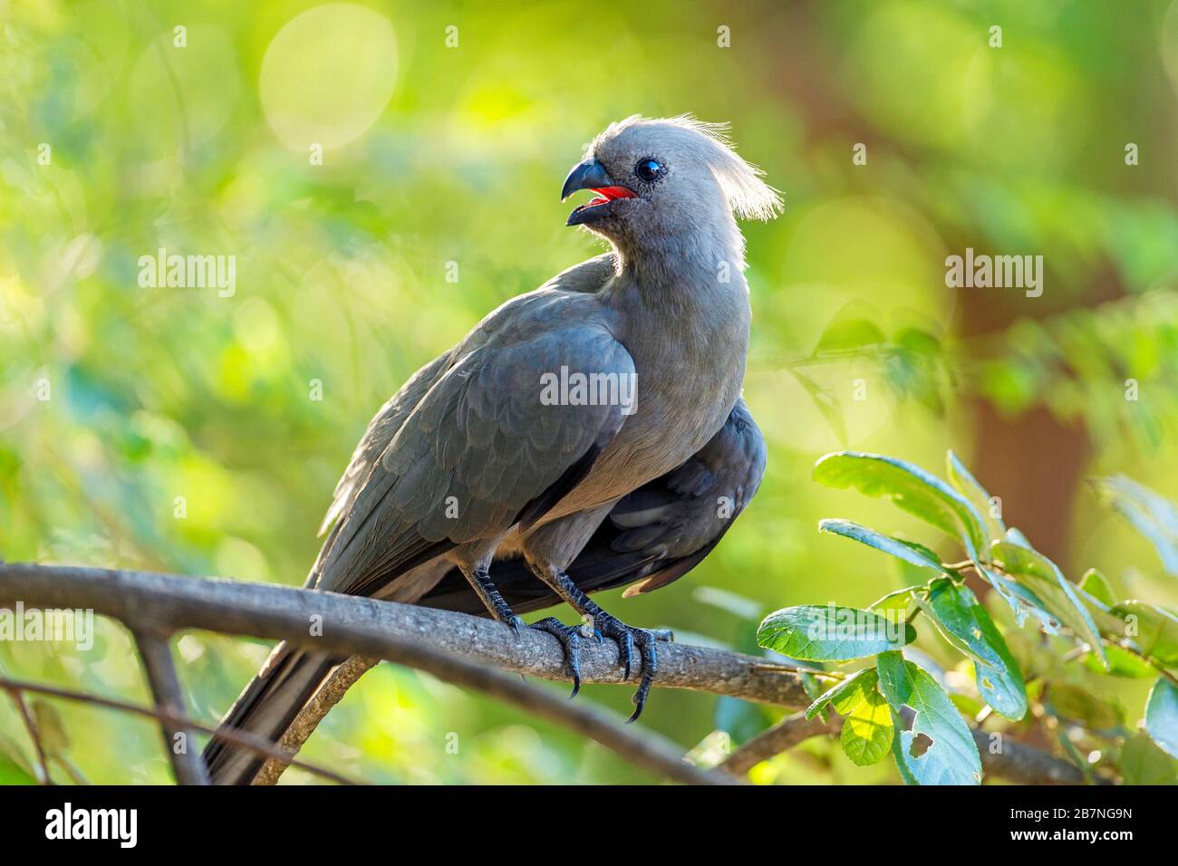 Grey loerie grey loerie hi-res stock photography and images - Alamy