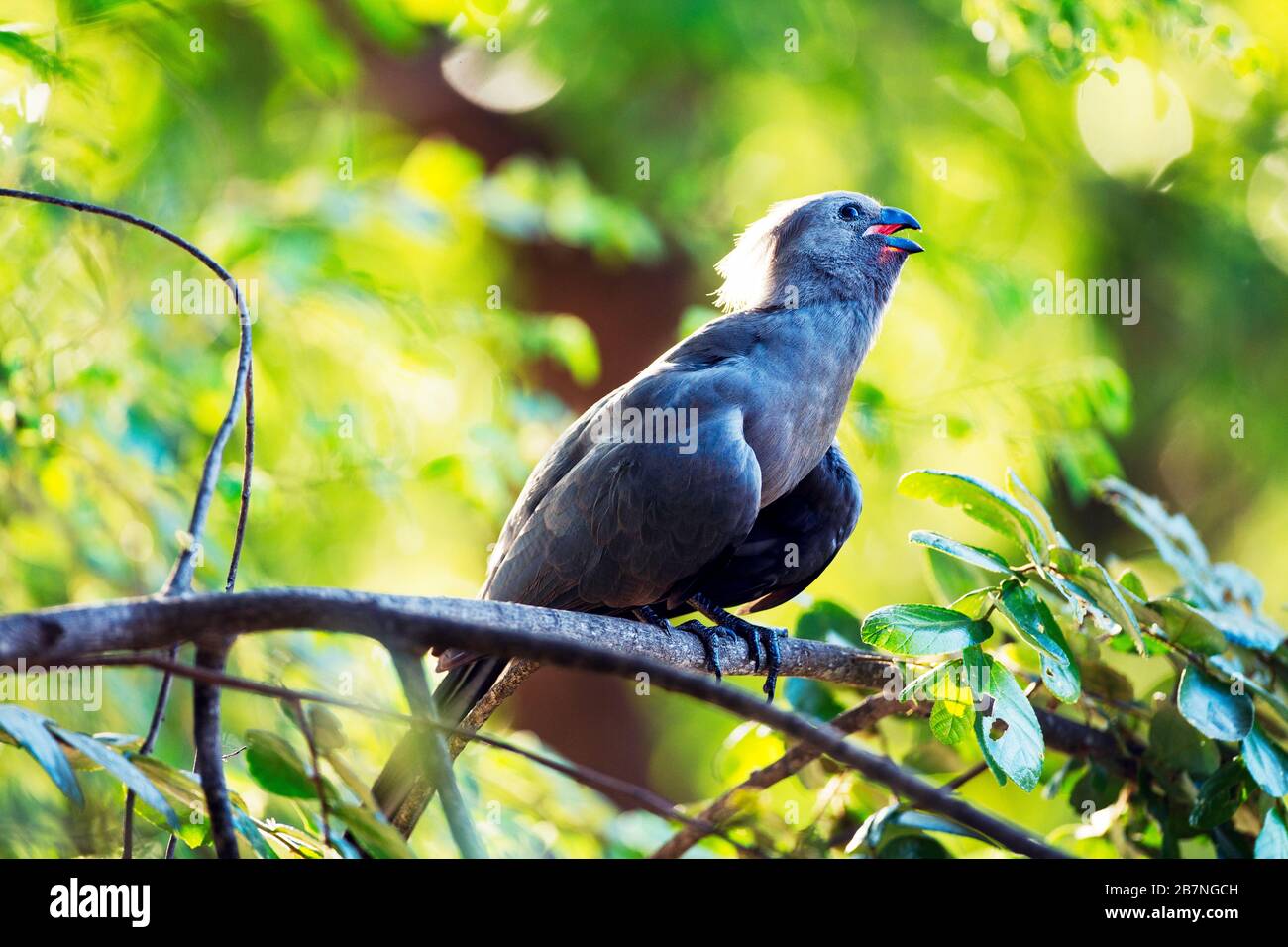 Grey lourie go away bird corythaixoides hi-res stock photography and ...