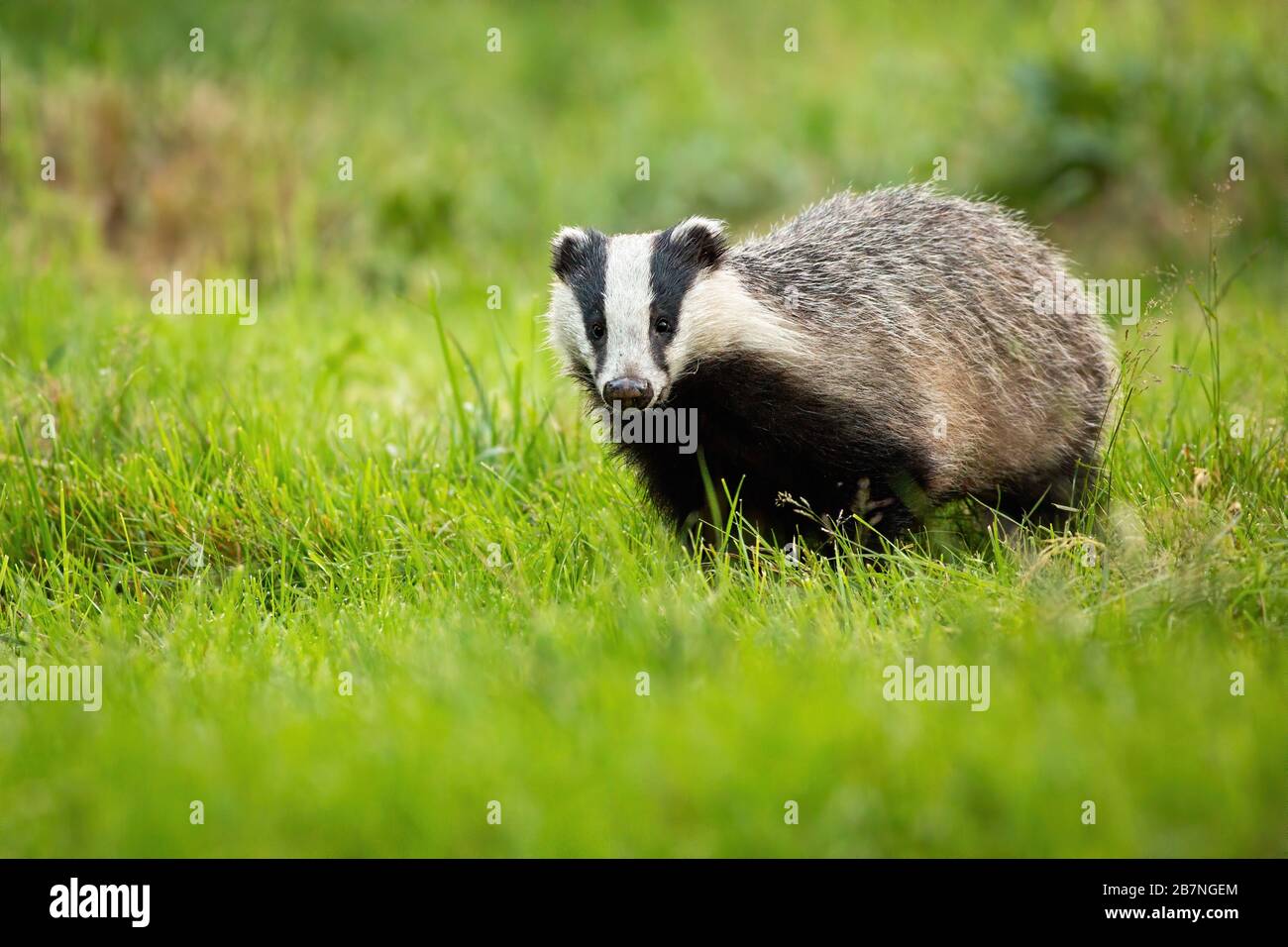 Fat badger hi-res stock photography and images - Alamy
