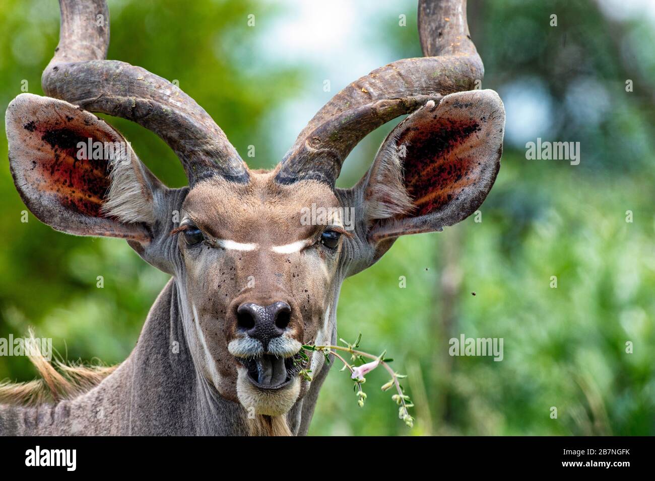 Kudu bull hi-res stock photography and images - Alamy