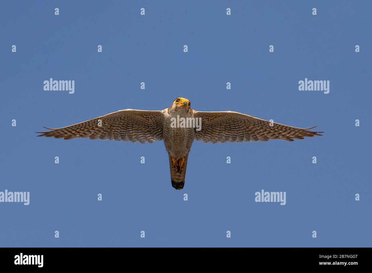 Red-necked Falcon (Falco chicquera) at Gujarat, India Stock Photo - Alamy