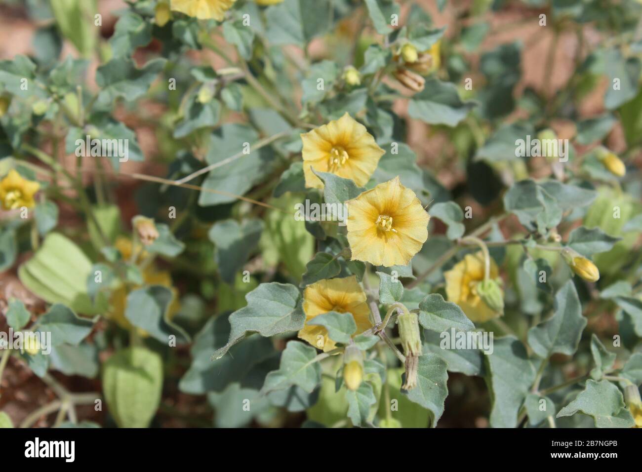 Yellow nightshade groundcherry hi-res stock photography and images - Alamy