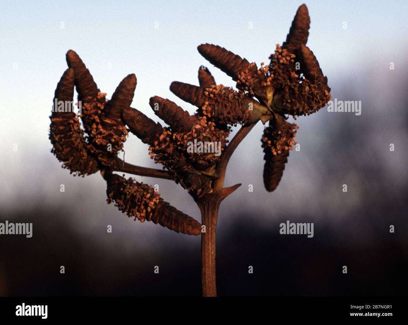 Flower and fruit of Tumboa (Welwitschia mirabilis Stock Photo - Alamy