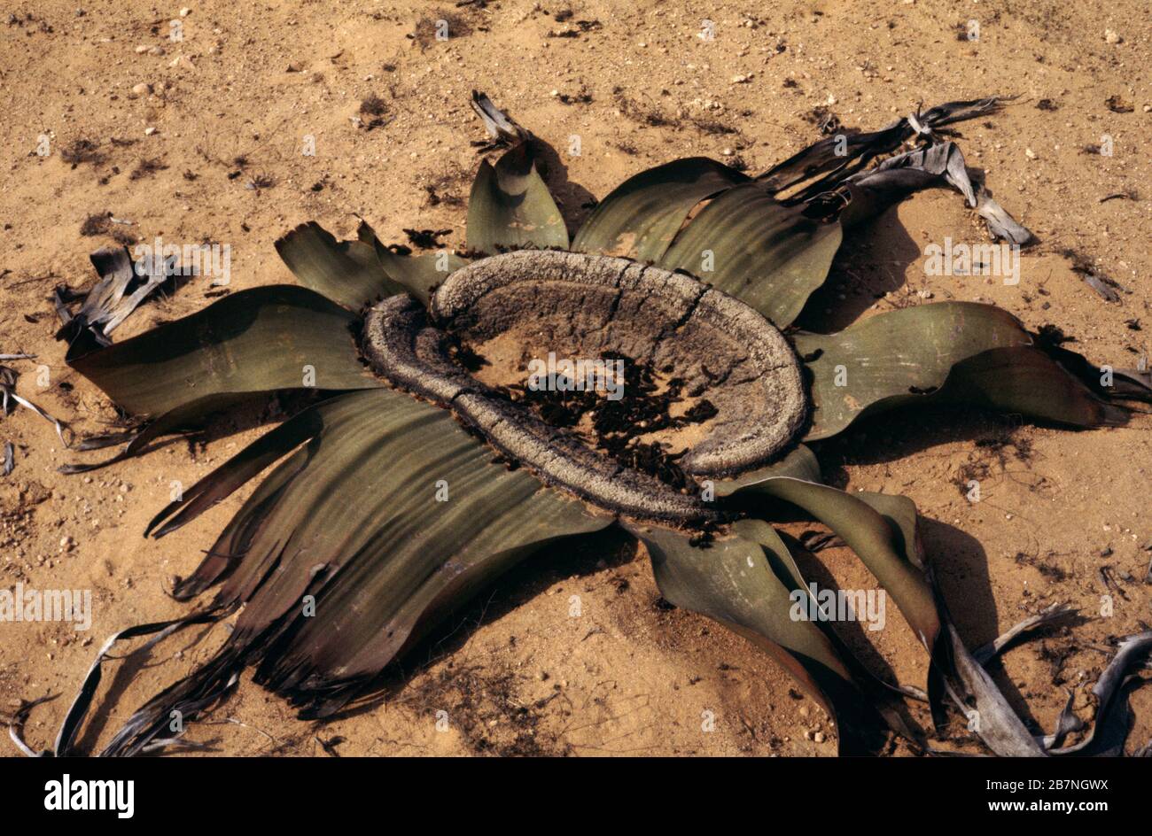 Gymnosperm fossil hi-res stock photography and images - Alamy Gymnosperm fossil hi-res stock photography and images - Alamy