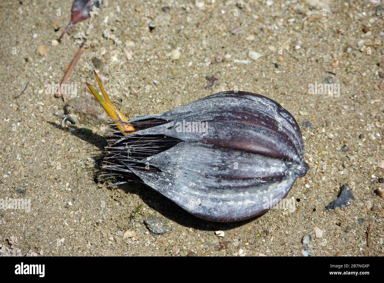 Nipa culture hi-res stock photography and images - Alamy