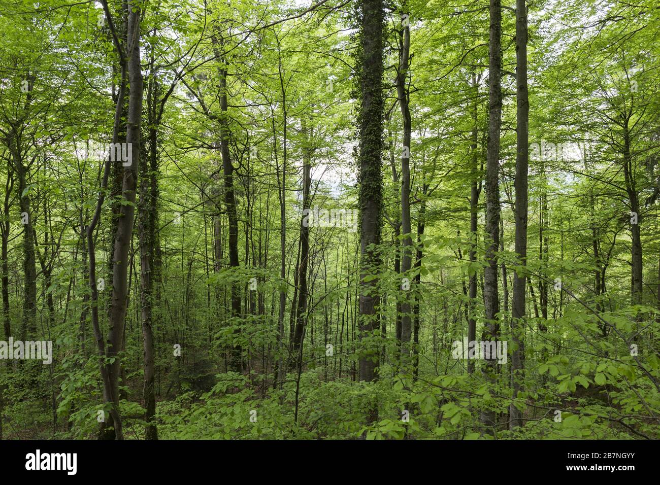 green forest in Germany Stock Photo - Alamy