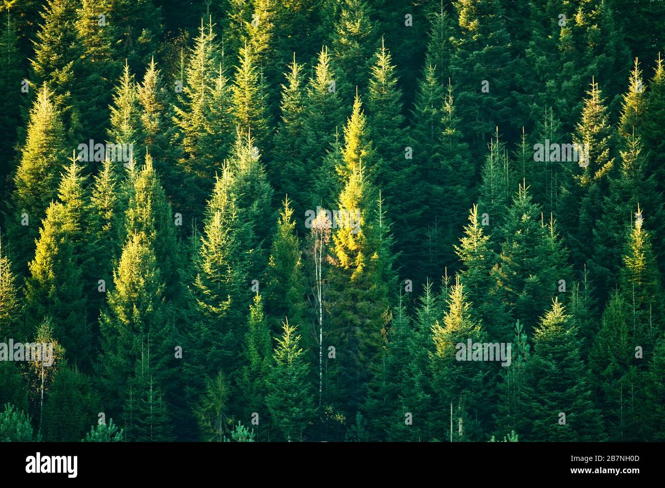 Large evergreen coniferous trees hi-res stock photography and images ...