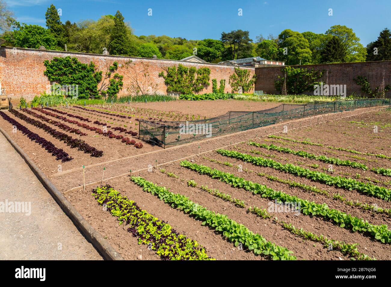 An impressive and colourful display of various salad crops in the ...