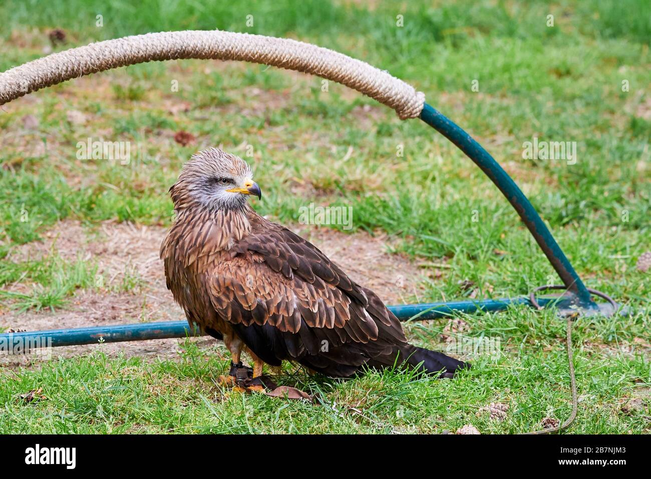 Black Kite Closeup (Milvus migrans) Falconry Stock Photo - Alamy