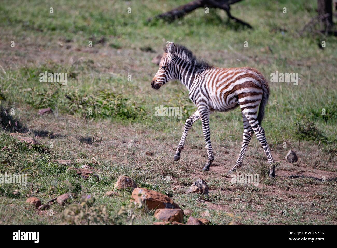 Zebra Savanna Camouflage High Resolution Stock Photography and Images ...
