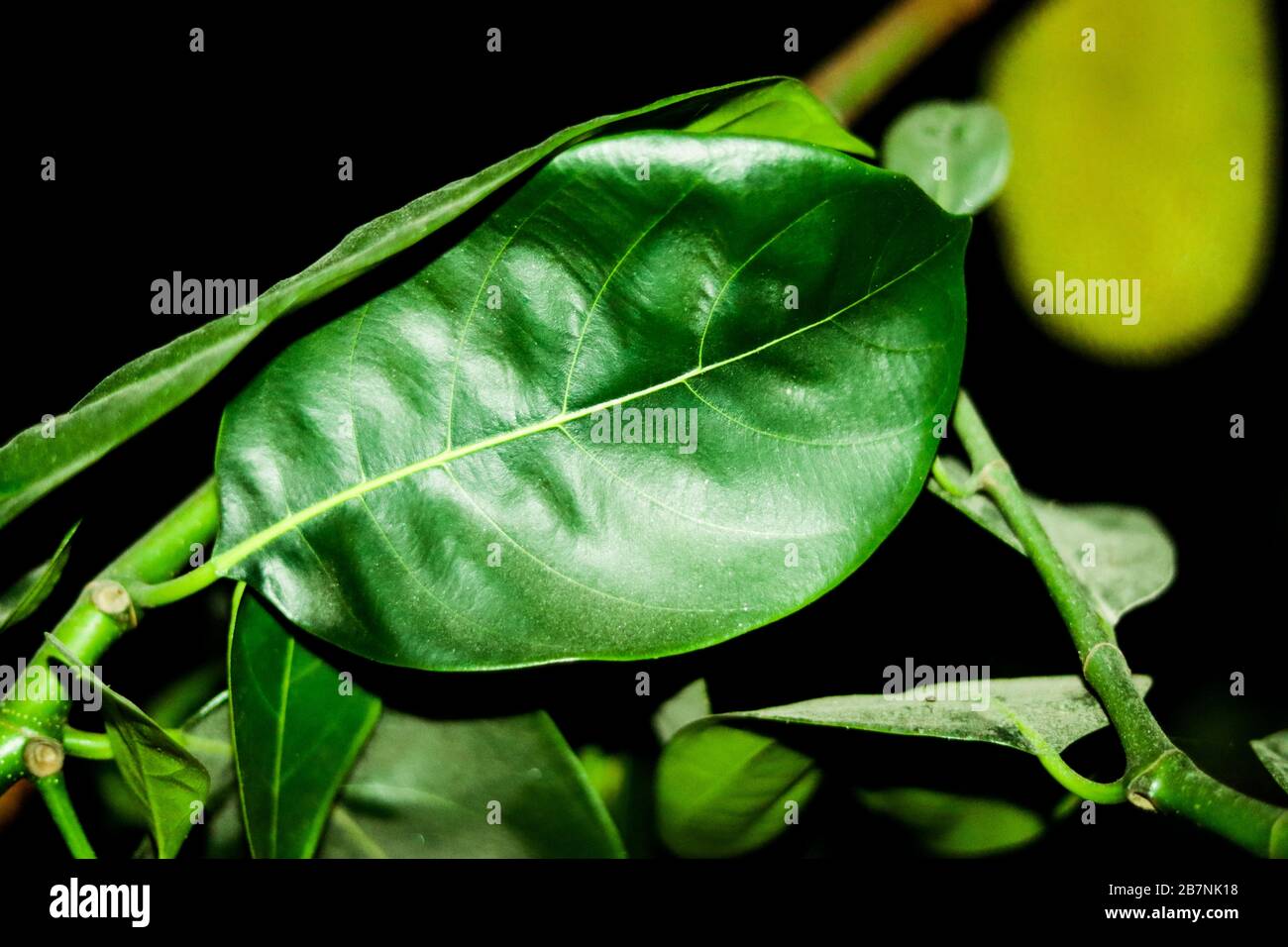 awesome leaf in Bangladesh Stock Photo - Alamy