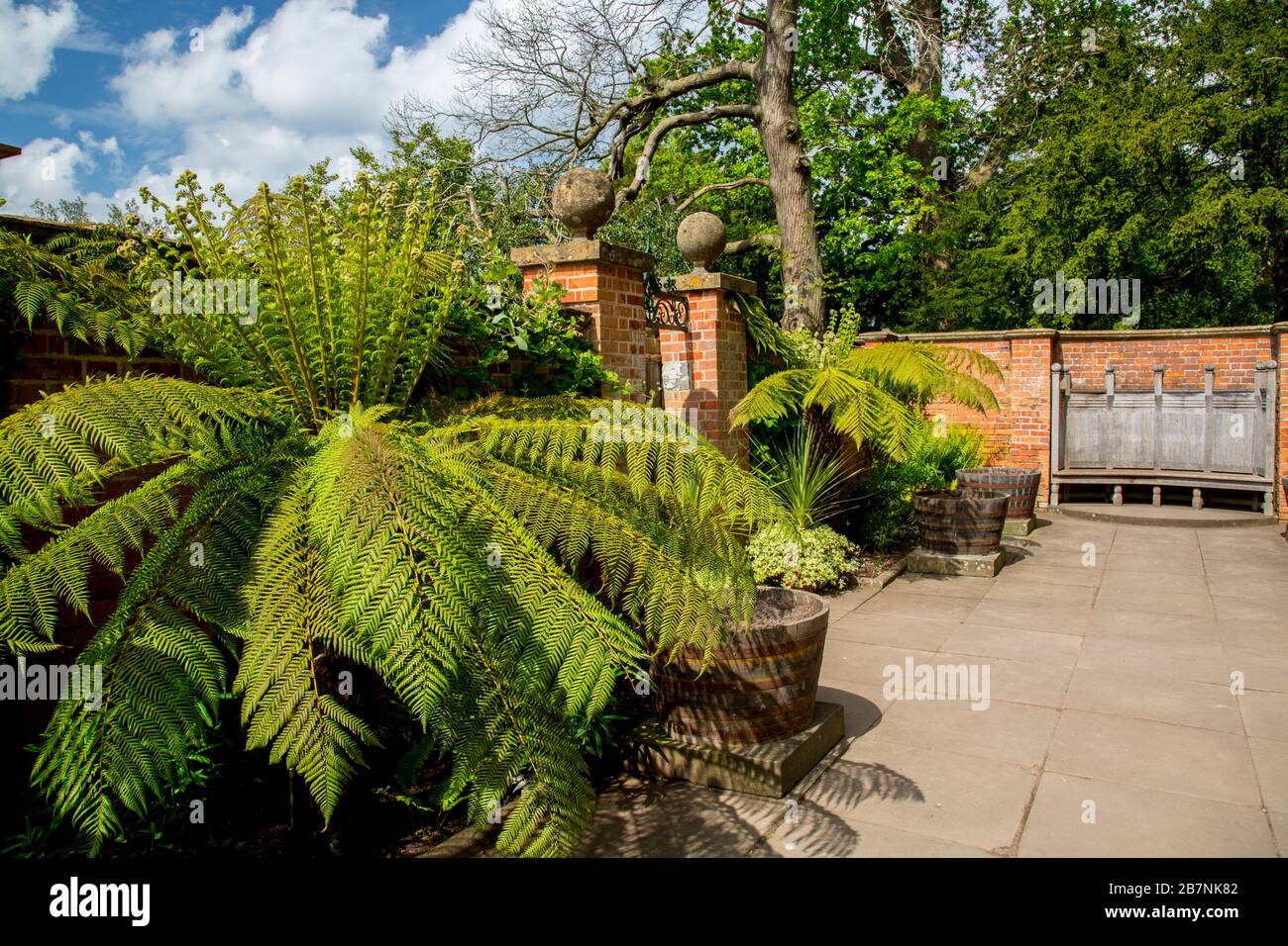 Huge Dicksonia antarctica (tree ferns) growing on the Tyntesfield ...