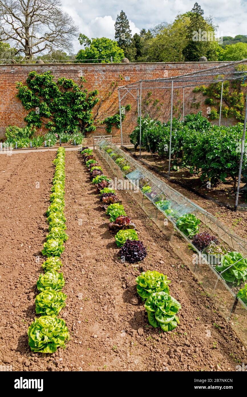 An impressive and colourful crop of lettuce varieties in the walled ...