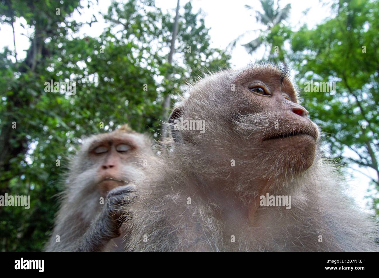 Two monkeys groom each other hi-res stock photography and images - Alamy