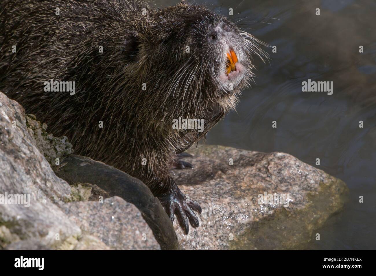 Orange and teeth hi-res stock photography and images - Alamy