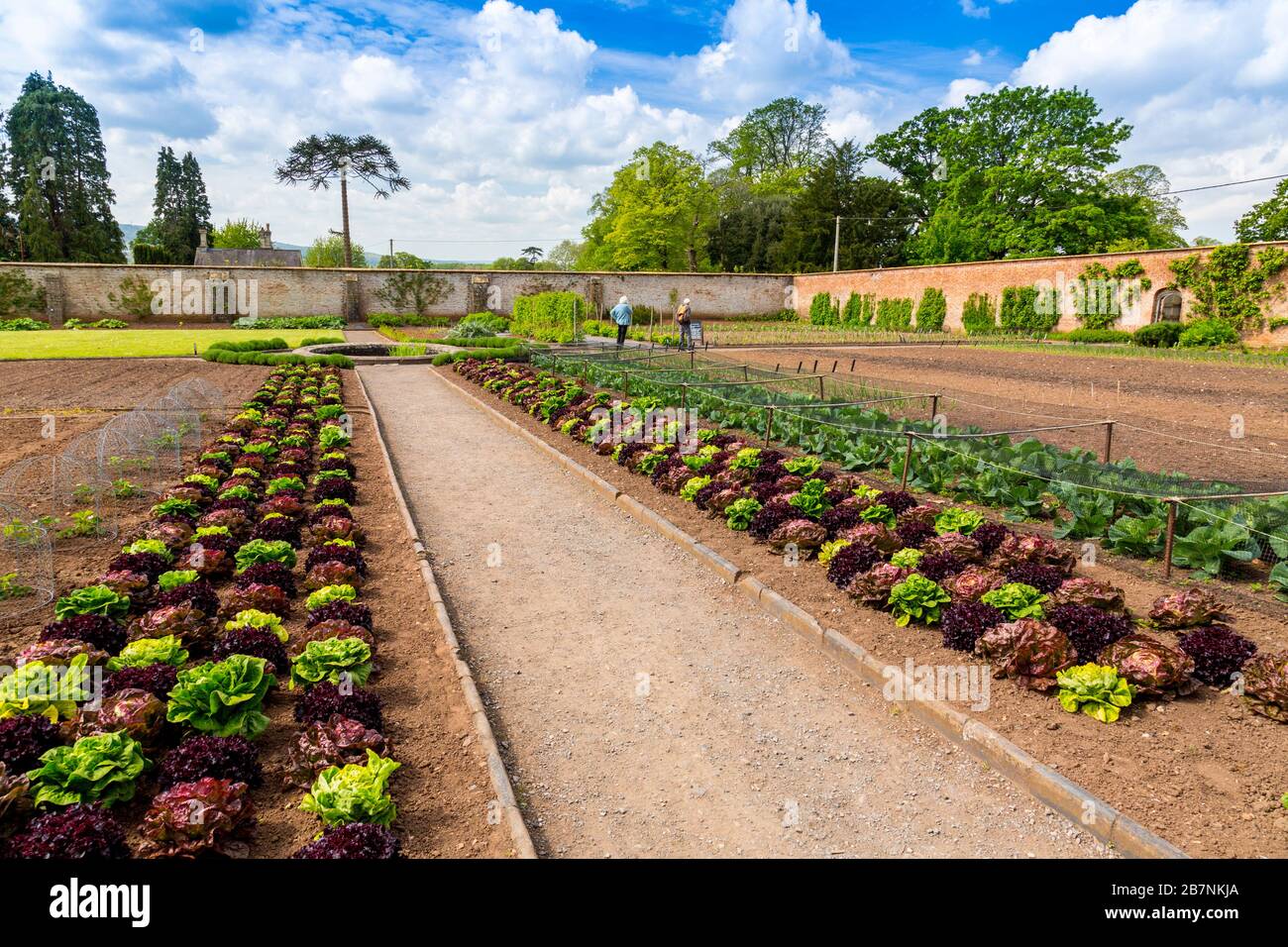 An impressive and colourful crop of lettuce varieties in the walled ...