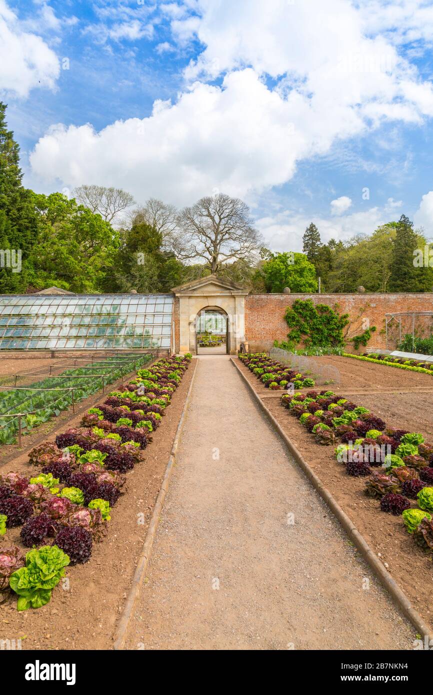 An impressive and colourful crop of lettuce varieties in the walled ...
