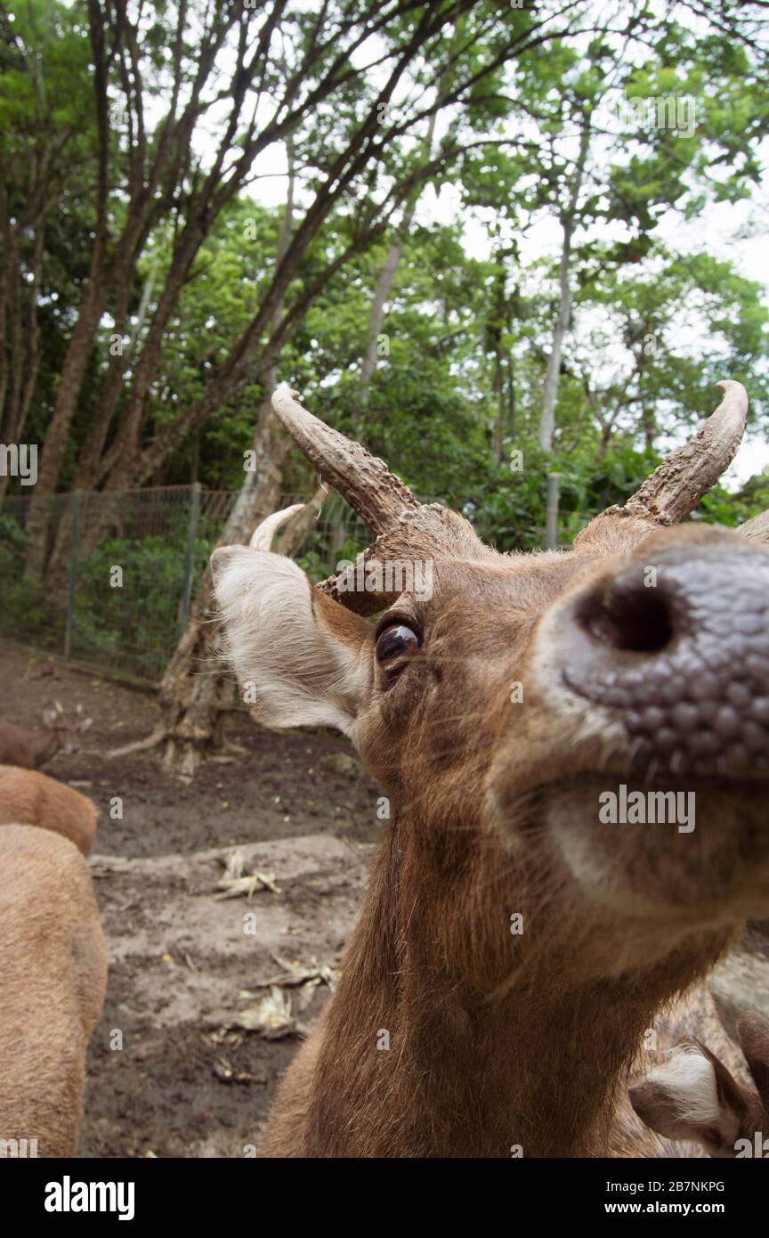 Timor rusa deer (Rusa timorensis timorensis) sniffing the camera. Close ...