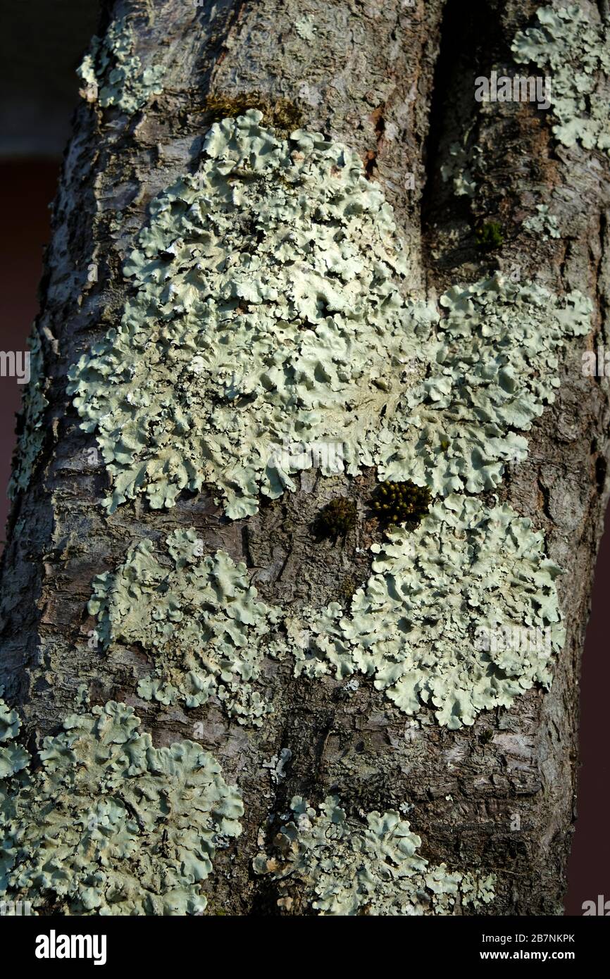 A lichen is a composite organism that arises from algae or ...