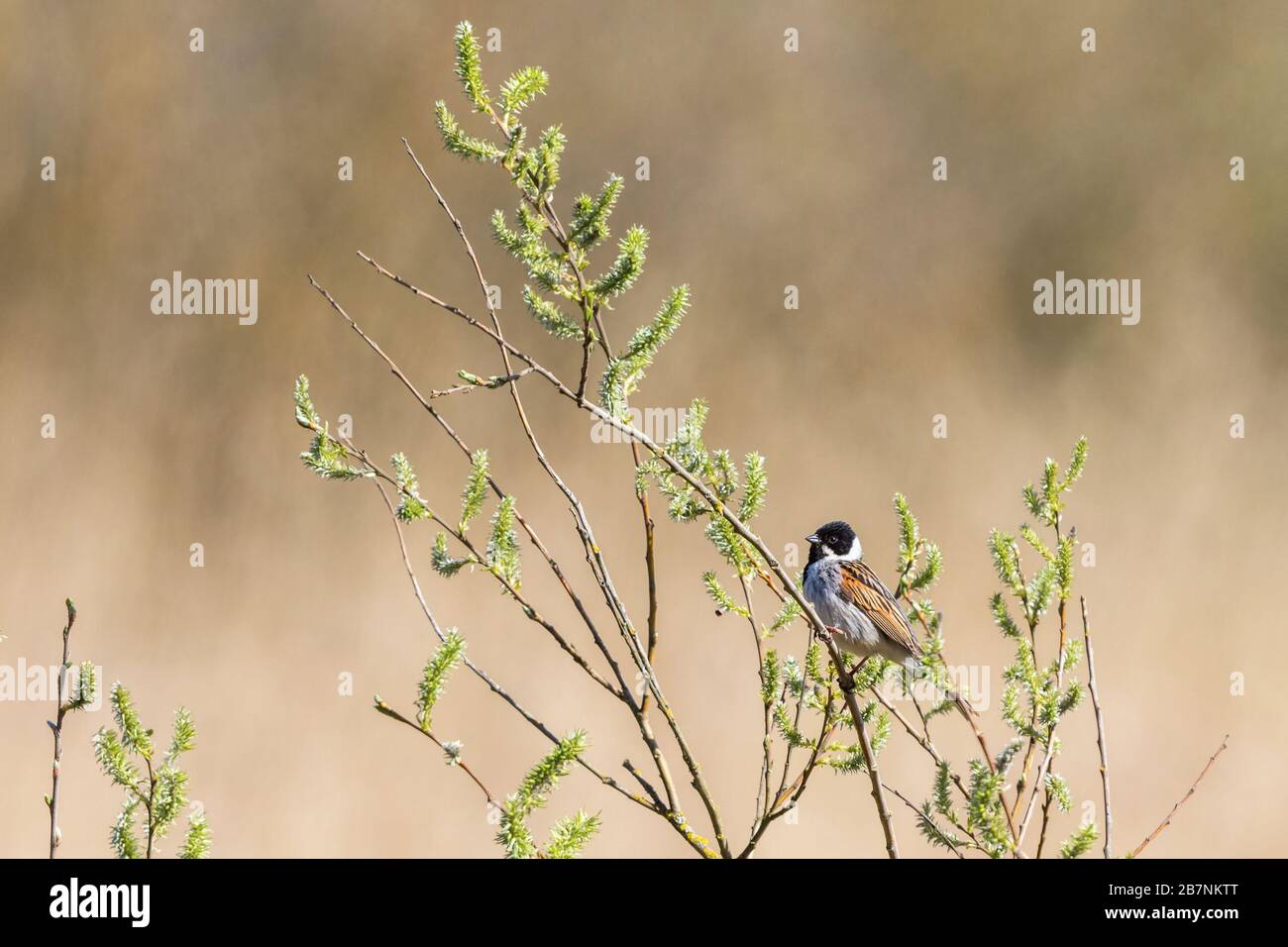 Bunting and tree hi-res stock photography and images - Alamy
