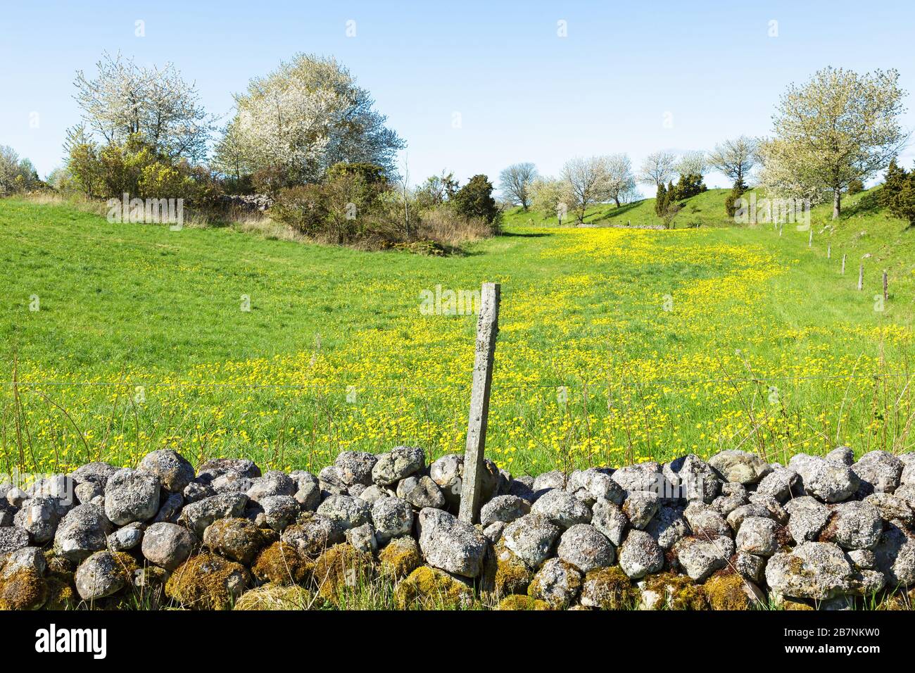 Flowering meadow with a stone wall Stock Photo - Alamy