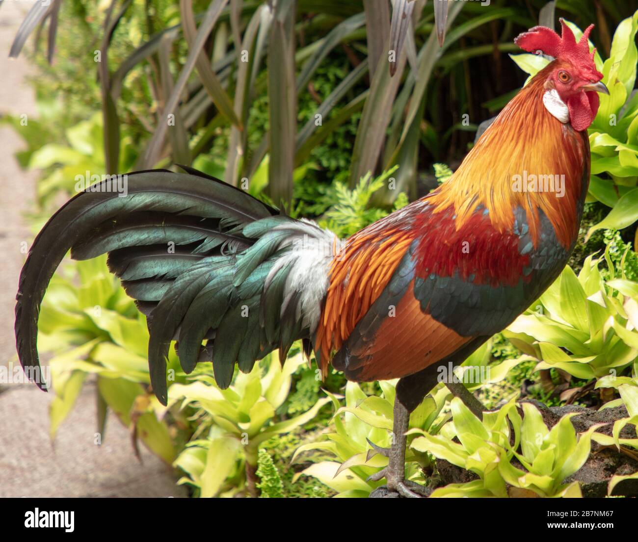 Red jungle fowl singapore hi-res stock photography and images - Alamy