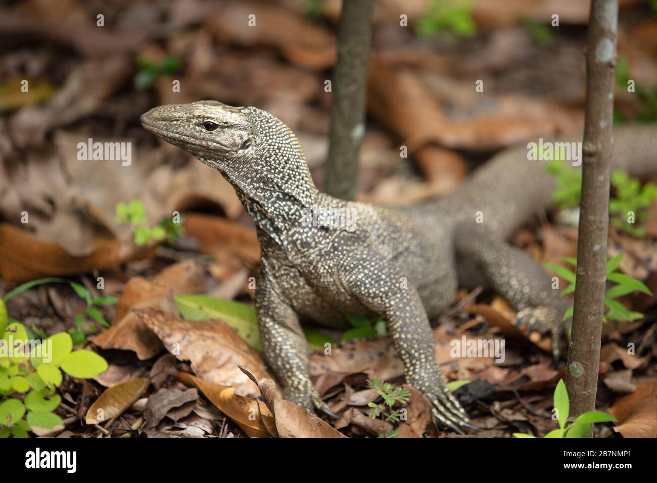 Clouded Monitor Lizard seen in the Singapore Botanic Gardens Stock ...