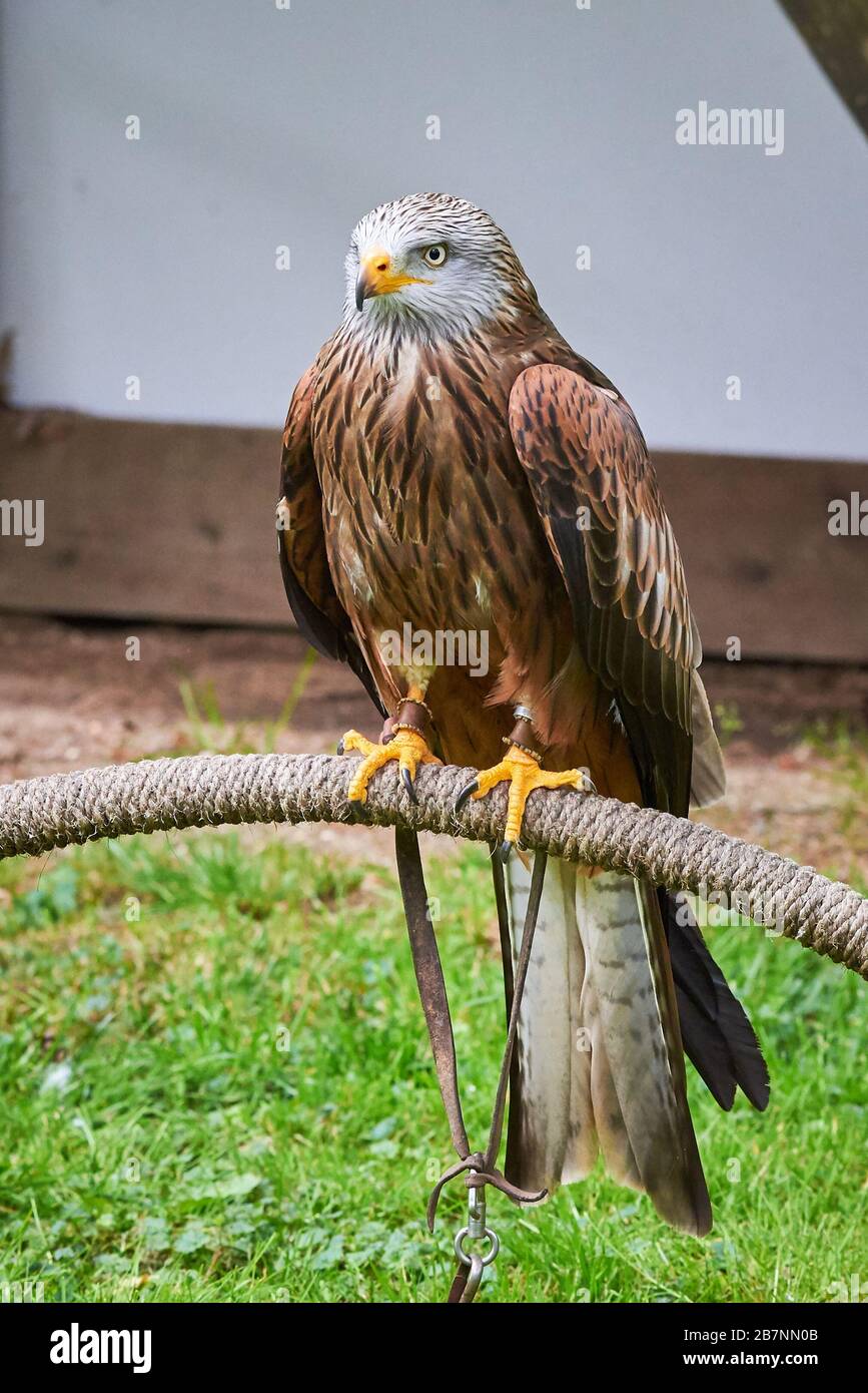 Red Kite at Falconry (Milvus milvus Stock Photo - Alamy