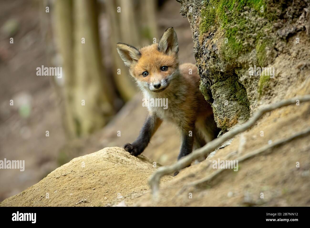 Beautiful red fox cub standing near tree and smiling in spring forest ...